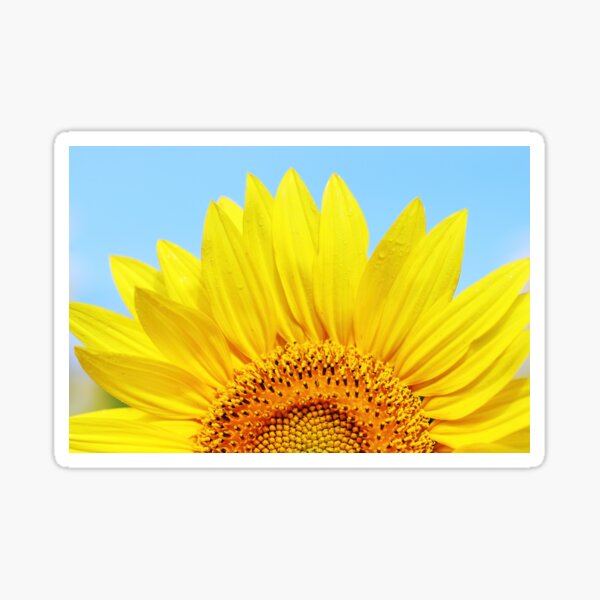 "Sunrise" Sticker for Sale by debop1 | Redbubble
