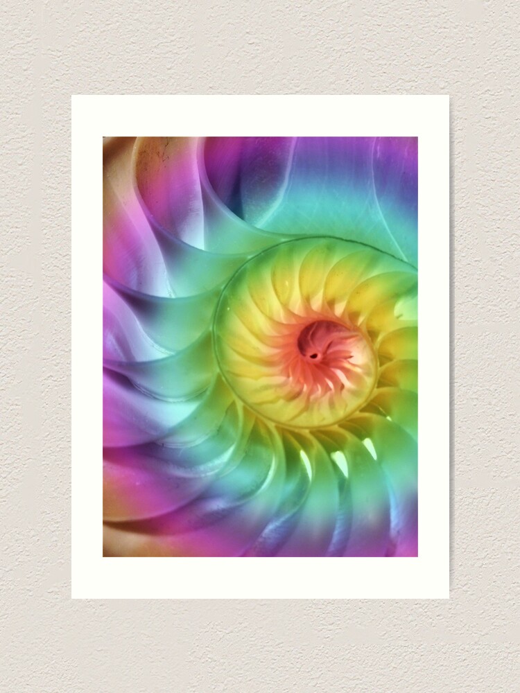 "nautilus shell cross section symmetry spiral Fibonacci sequence half ...