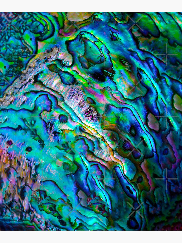 "Abstract Paua Abalone Shell Texture Pattern, Polished Paua Abalone ...