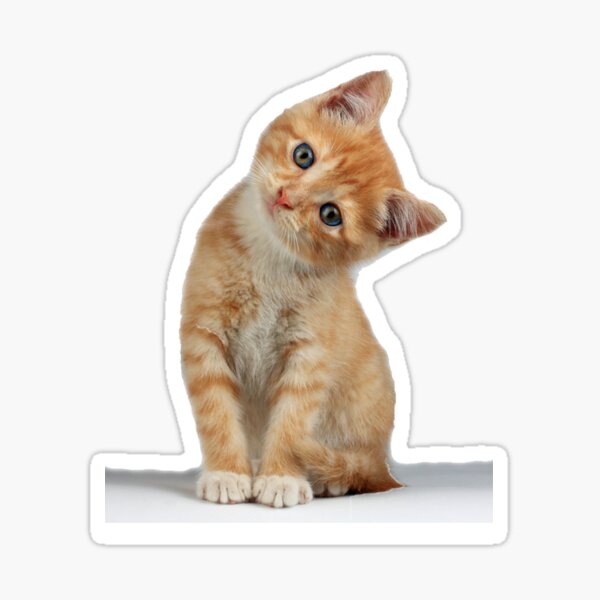 Sticker for Sale mit "Katze süß" von Design-Busuk | Redbubble