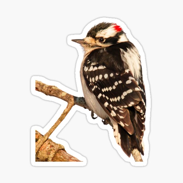 "Downy Woodpecker with no background" Sticker for Sale by BirdsnStuff ...