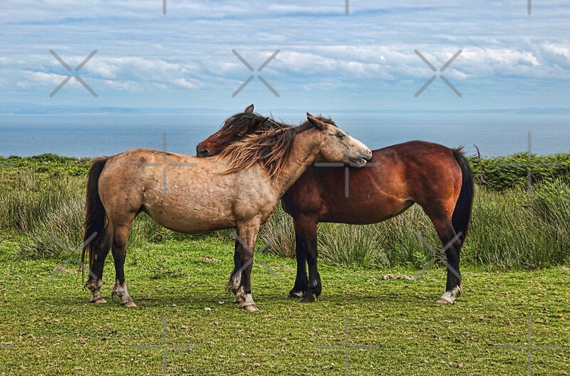 "The Lundy Ponies" by Avril Harris | Redbubble