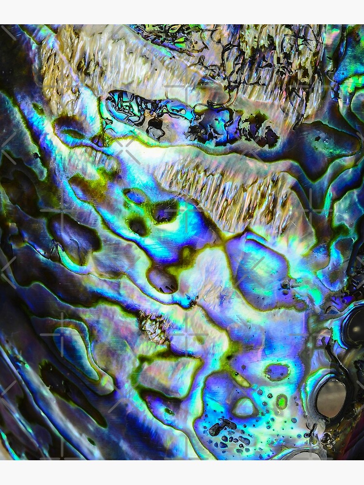 "Abstract Paua Abalone Shell Texture Pattern, Polished Paua Abalone ...