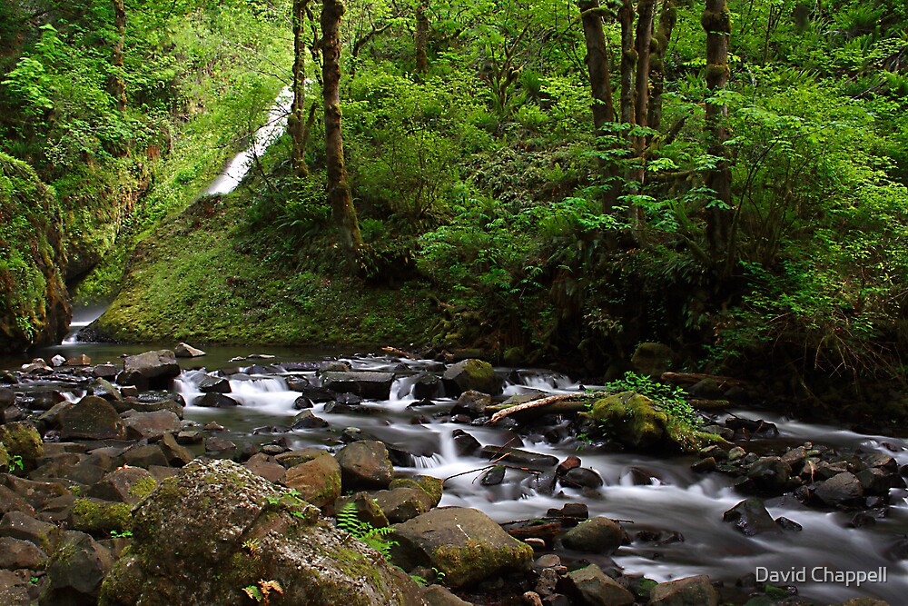 "Wooded Stream" by David Chappell | Redbubble