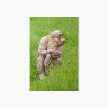 "Hairless Chimpanzee" Art Board Print for Sale by rawshutterbug | Redbubble