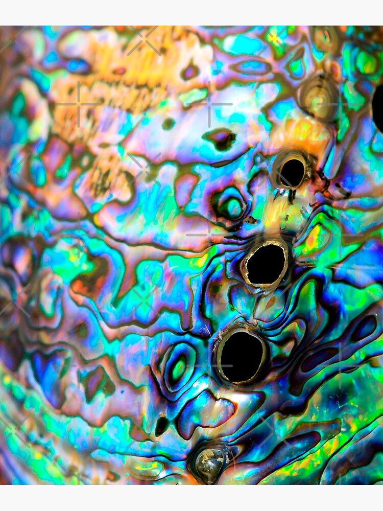 "Abstract Paua Abalone Shell Texture Pattern, Polished Paua Abalone ...
