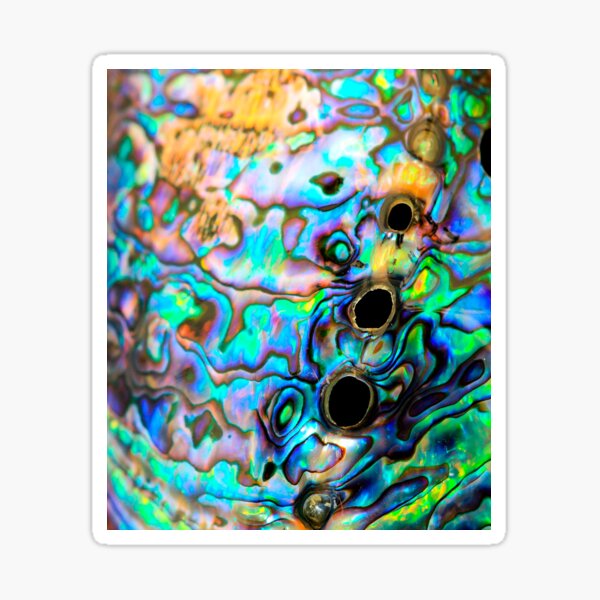 "Abstract Paua Abalone Shell Texture Pattern, Polished Paua Abalone ...