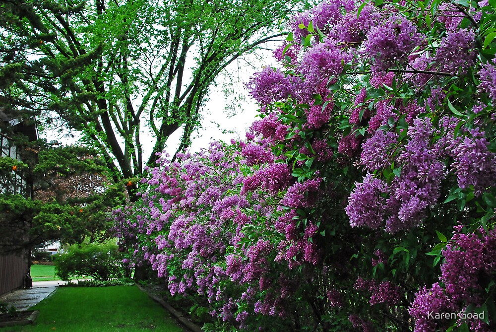 "Into the Lilac Forest I go!" by Karen Goad | Redbubble