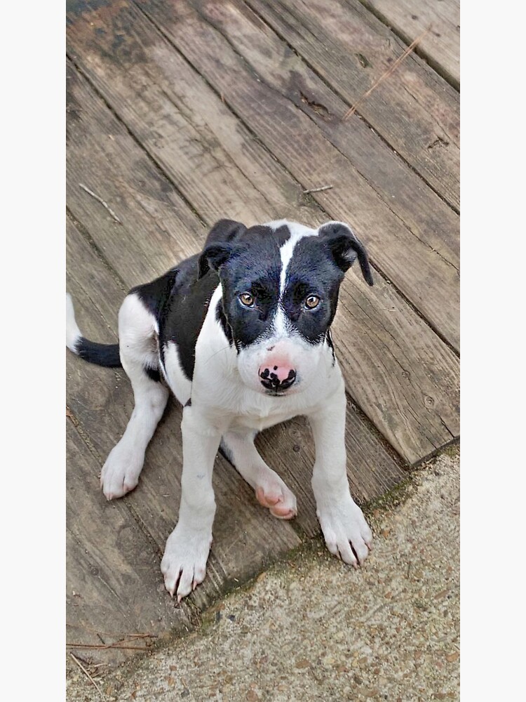 "Ruth the Dog" Sticker for Sale by SydneyJ103 | Redbubble