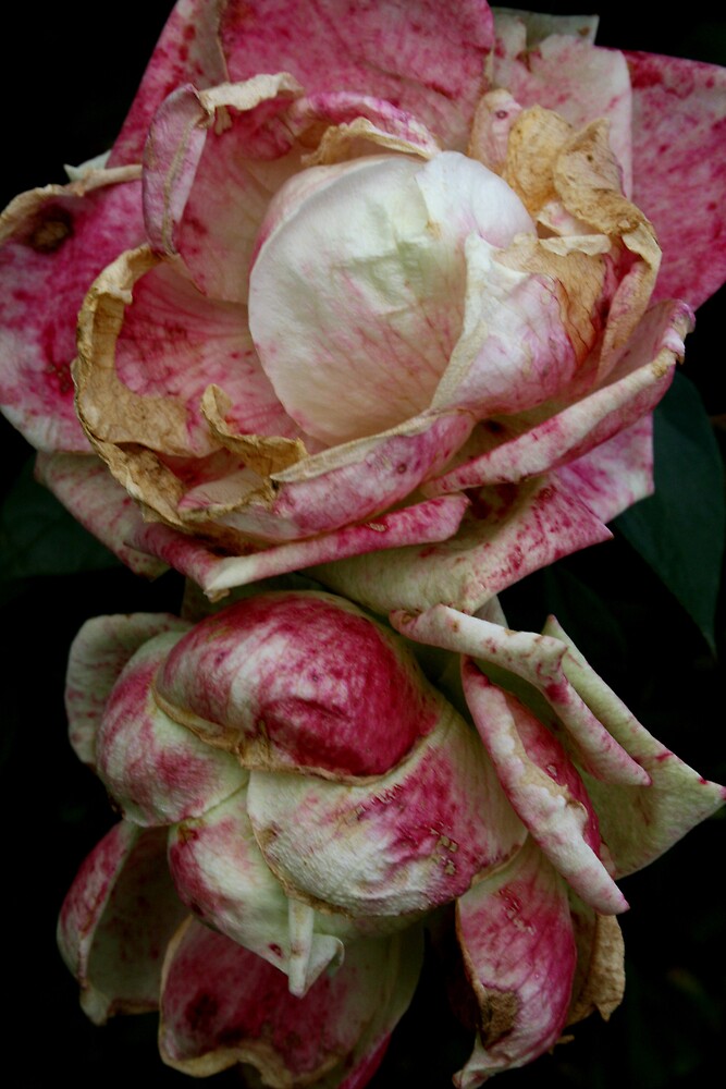 "vintage cabbage roses" by Daniella | Redbubble