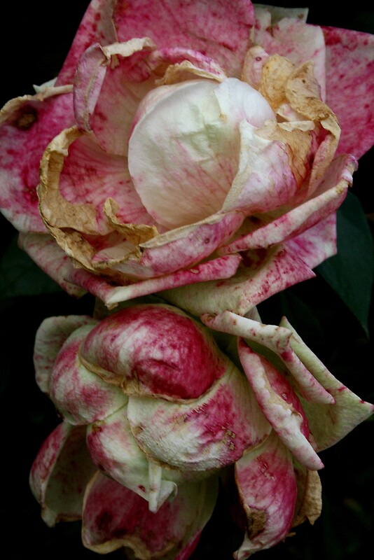 "vintage cabbage roses" by Daniella | Redbubble