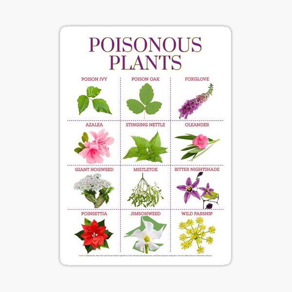 "Poisonous Plants" Sticker for Sale by rosendopand | Redbubble