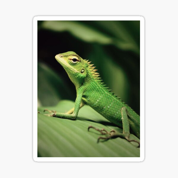 "Lizard" Sticker for Sale by Lazar-85 | Redbubble