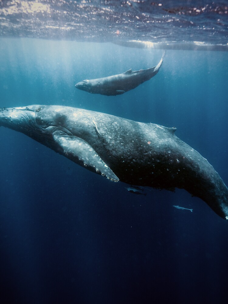 "The Great Blue Whale" Sticker for Sale by Lazar-85 | Redbubble