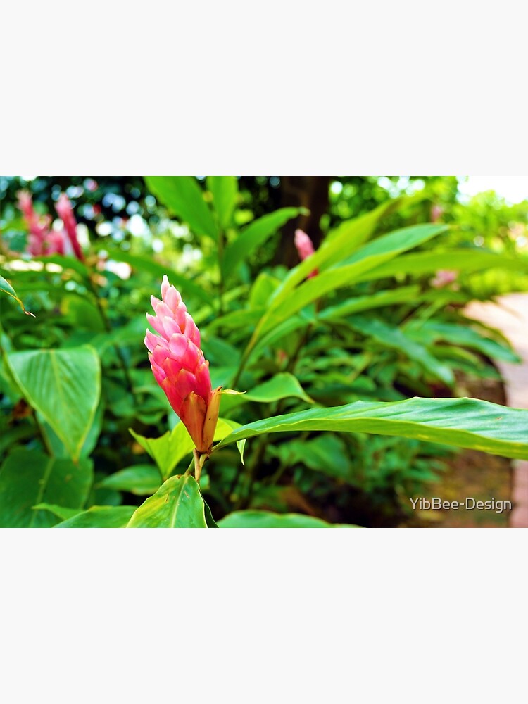 "Hawaiian Red Ginger | Fort Canning Park Singapore" Poster for Sale by ...