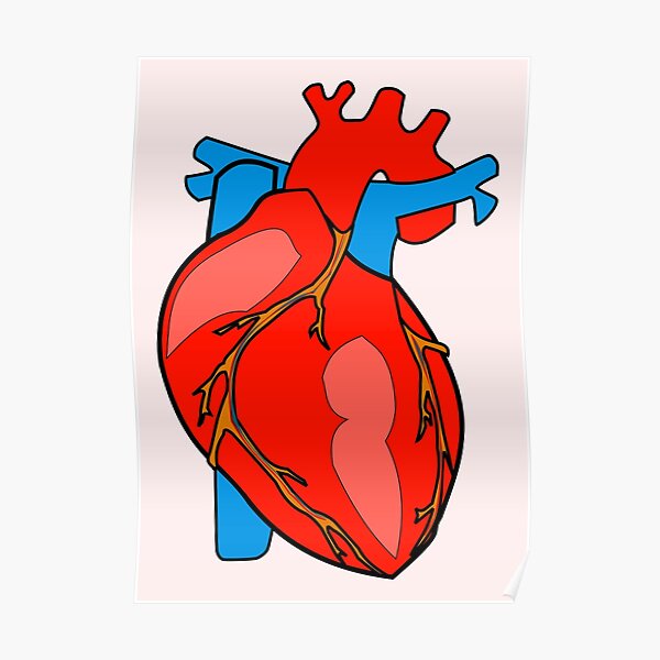 Póster «Ilustración de cardiología del corazón: para médicos ...