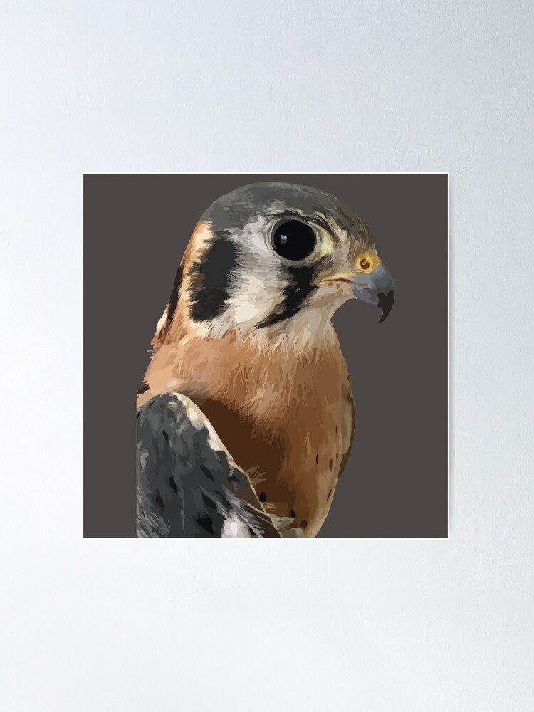 Bebé Halcón Falco Wikipedia, La Enciclopedia Libre