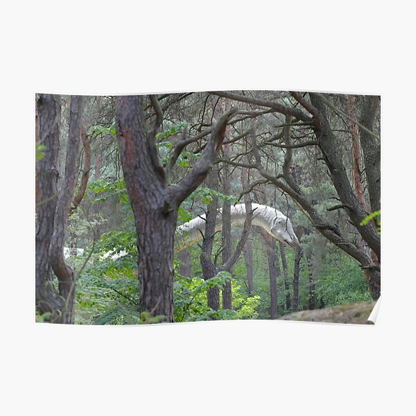 "Diplodocus" Poster for Sale by CasparTheRiddle | Redbubble