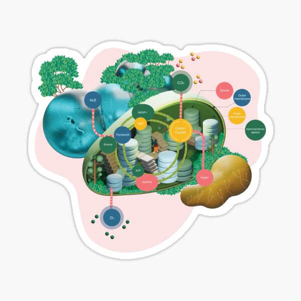 "Photosynthesis Chloroplast Illustration" Sticker for Sale by ...