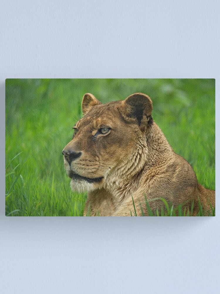 "Lioness Portrait" Canvas Print for Sale by rawshutterbug | Redbubble