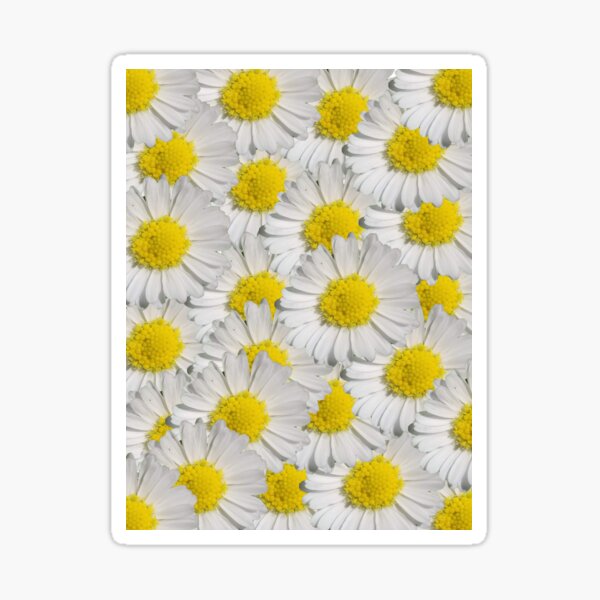 "Daisy Anyone?" Sticker for Sale by Colettes-Corner | Redbubble