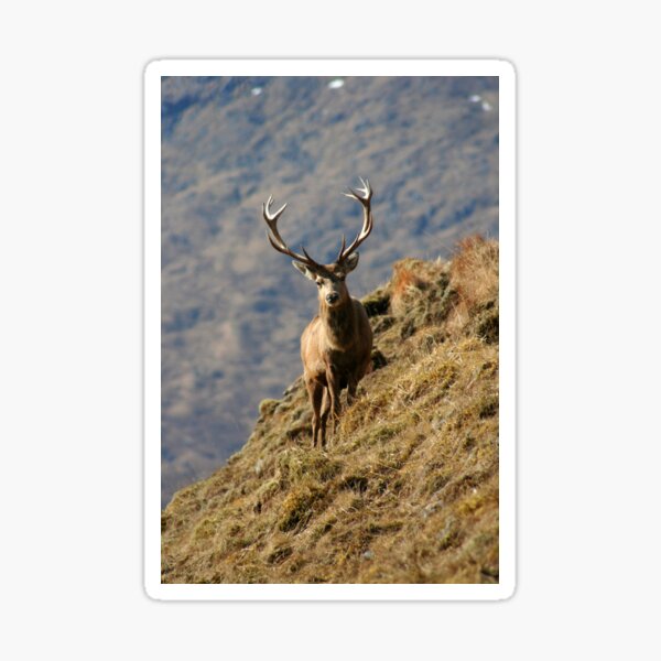 "Stag" Sticker for Sale by beavo | Redbubble