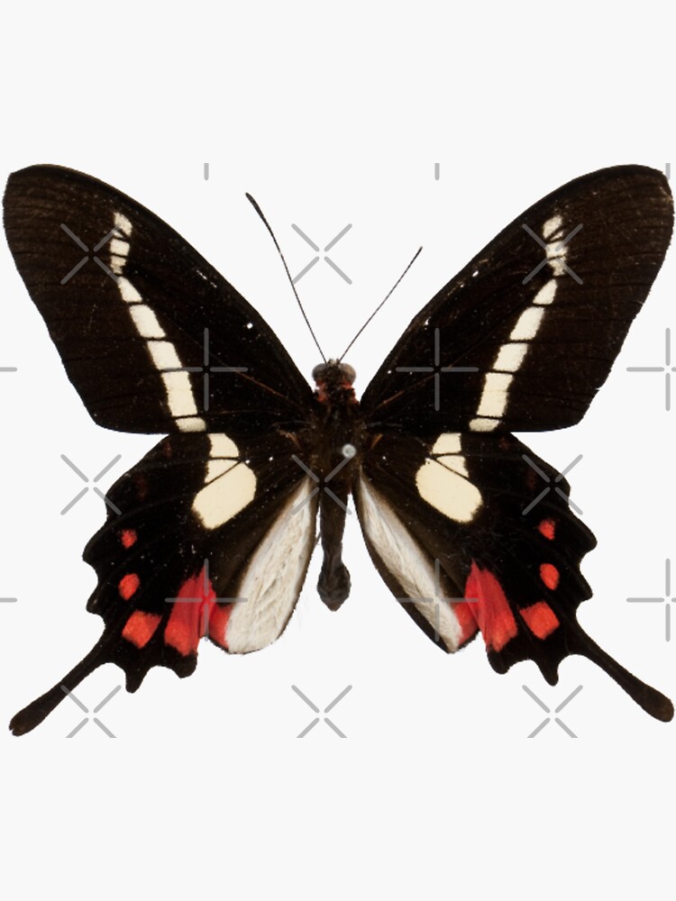 "Agavus Cattleheart Butterfly" Sticker for Sale by koverk0v3r | Redbubble