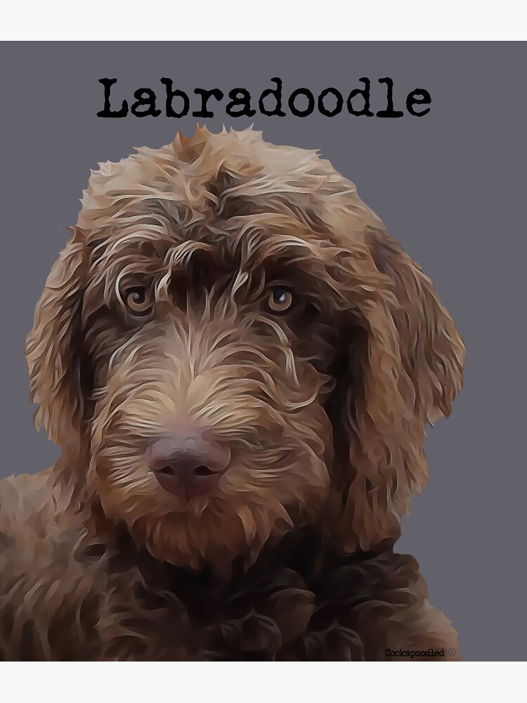 "Labradoodle Dog " Sticker for Sale by cockapoodled | Redbubble