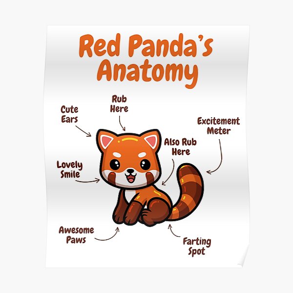 "Red Panda Anatomy" Poster for Sale by GraphismNinja | Redbubble