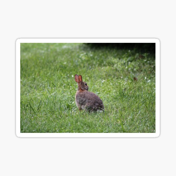 "cute little brown hare" Sticker for Sale by NebulaP | Redbubble