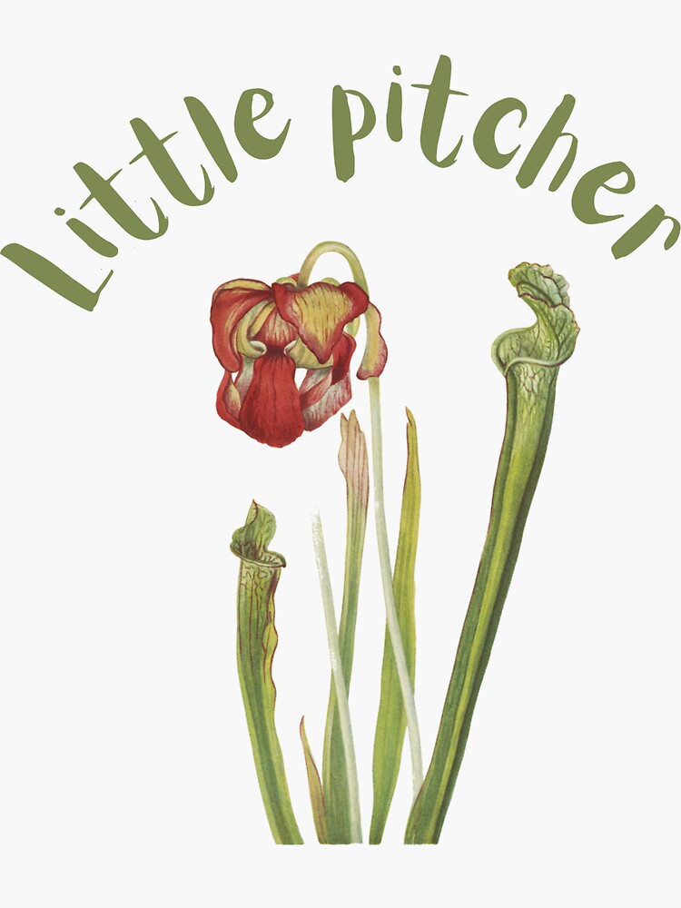 "Little Pitcher - Cute Pun - Pitcher Plant" Sticker for Sale by ...