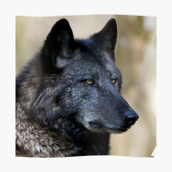 "Angry Black Wolf, Zidika Wolf Vascover-" Poster for Sale by ...