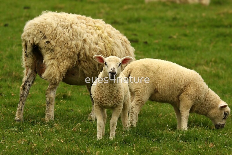 "Curious Lamb" by eyes4nature | Redbubble