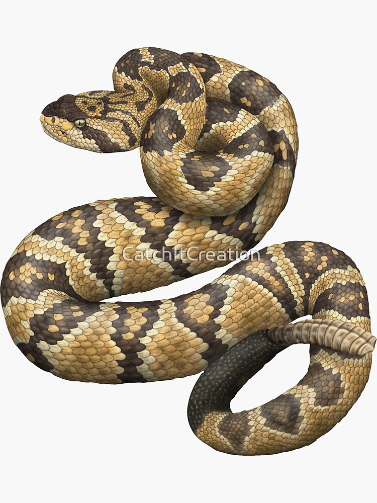"Black-Tailed Rattlesnake" Sticker for Sale by CatchItCreation | Redbubble