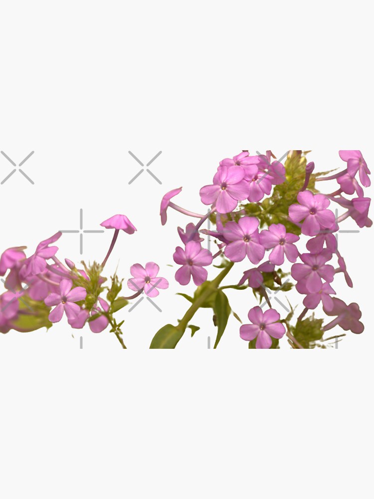 "Pink Flowers with background removed" Sticker for Sale by BirdsnStuff ...