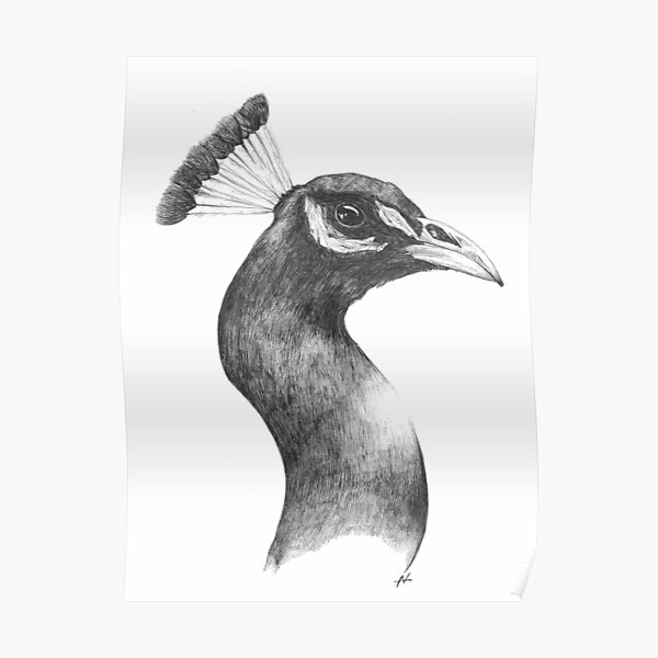 Peacock Portrait Poster For Sale By Nixi Artworks Redbubble