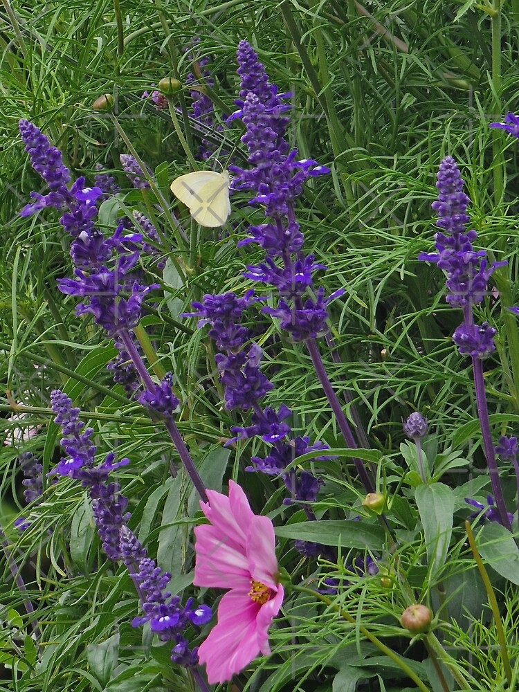 "Photography of a yellow butterfly pink and purple flowers" Poster for ...