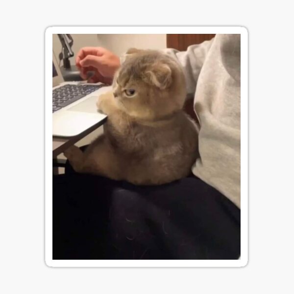 "Tiny Angry Kitty" Sticker for Sale by moonbeambaby | Redbubble