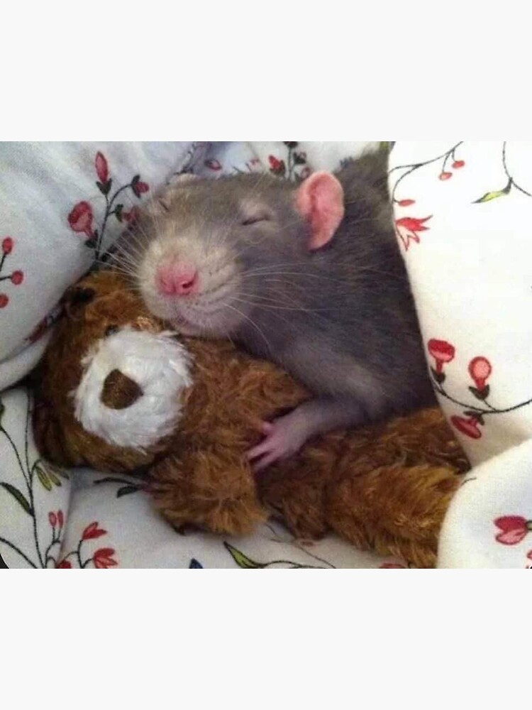 "Sleeping Ratty" Sticker for Sale by moonbeambaby | Redbubble