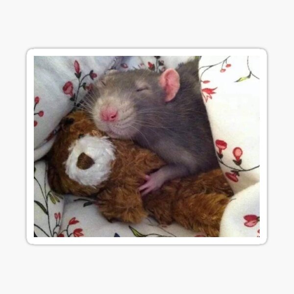 "Sleeping Ratty" Sticker for Sale by moonbeambaby | Redbubble