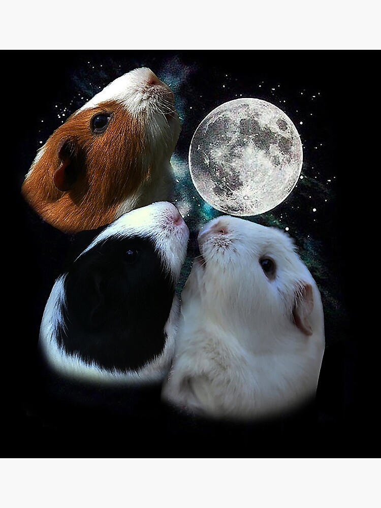 "Three Guinea Pig Moon" Photographic Print for Sale by Majinfoose ...