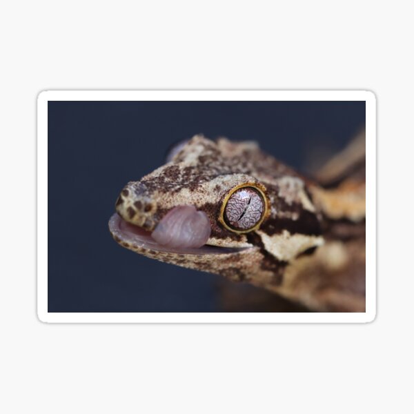 "Gargoyle gecko" Sticker for Sale by ReptilesAreRad | Redbubble