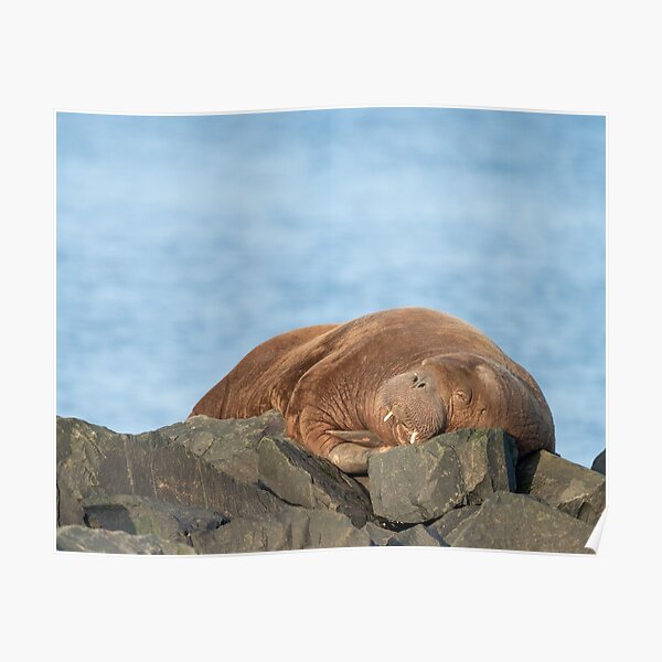 "Freya the Arctic Walrus " Poster for Sale by sheardphoto | Redbubble