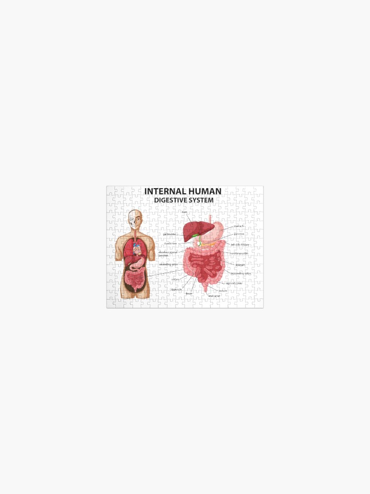 " Human Anatomy Digestive System Jigsaw Puzzle" Jigsaw Puzzle for Sale ...