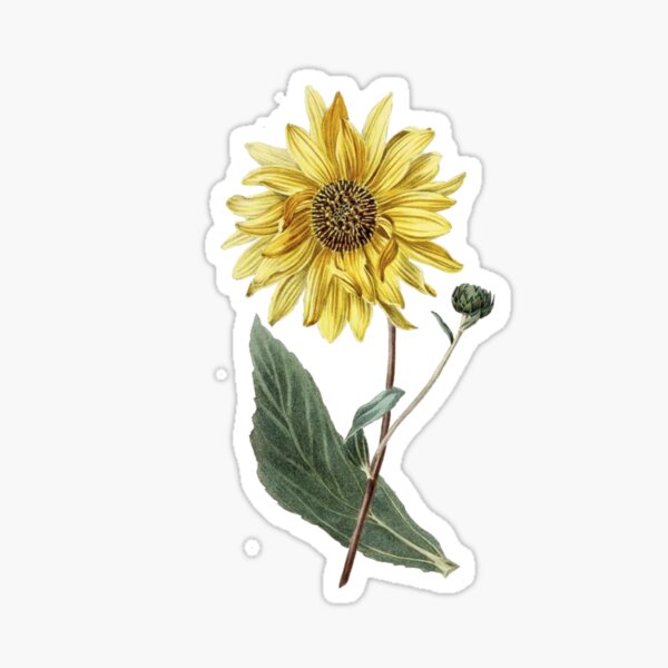 "Vintage Sunflower" Sticker for Sale by DinoCatastrophe | Redbubble