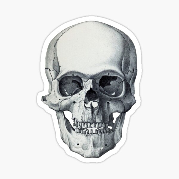 "Halloween Caveira" Sticker for Sale by Meditanacor | Redbubble