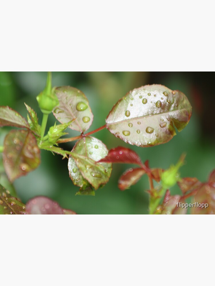 Raindrops On Roses Premium Matte Vertical Poster