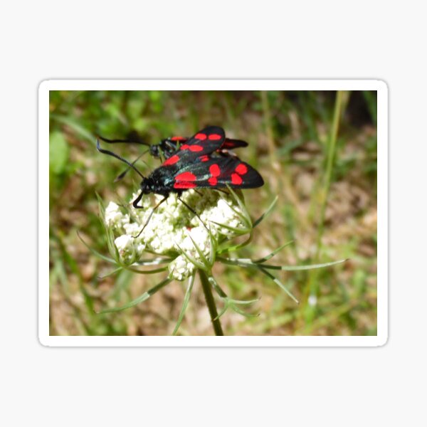 "summer Kaefer" Sticker for Sale by rachariedel | Redbubble