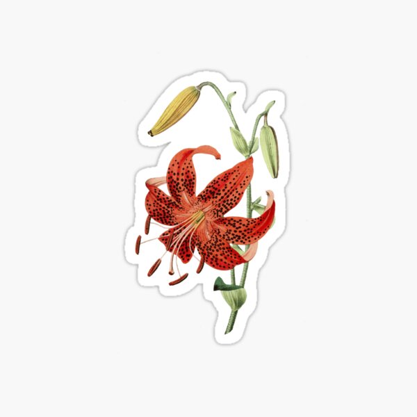 "Vintage Tiger Lily Botanical Illustration" Sticker for Sale by ...