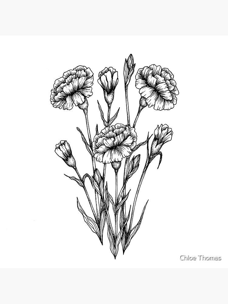 "Carnations Line Drawing" Poster for Sale by floralines | Redbubble